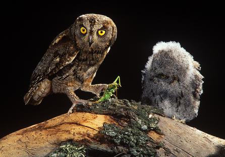 Autillo, un pequeño gran búho