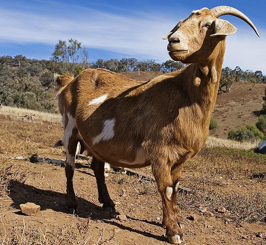 La Comunidad analiza la leche de la cabaña regional