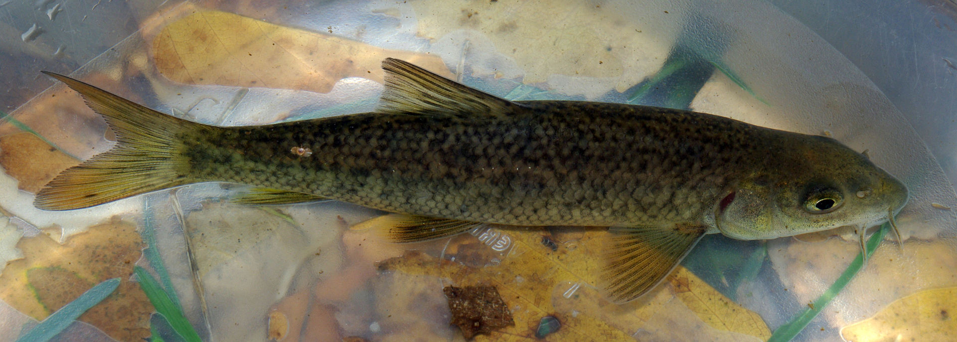 Barbo común, gigante tranquilo