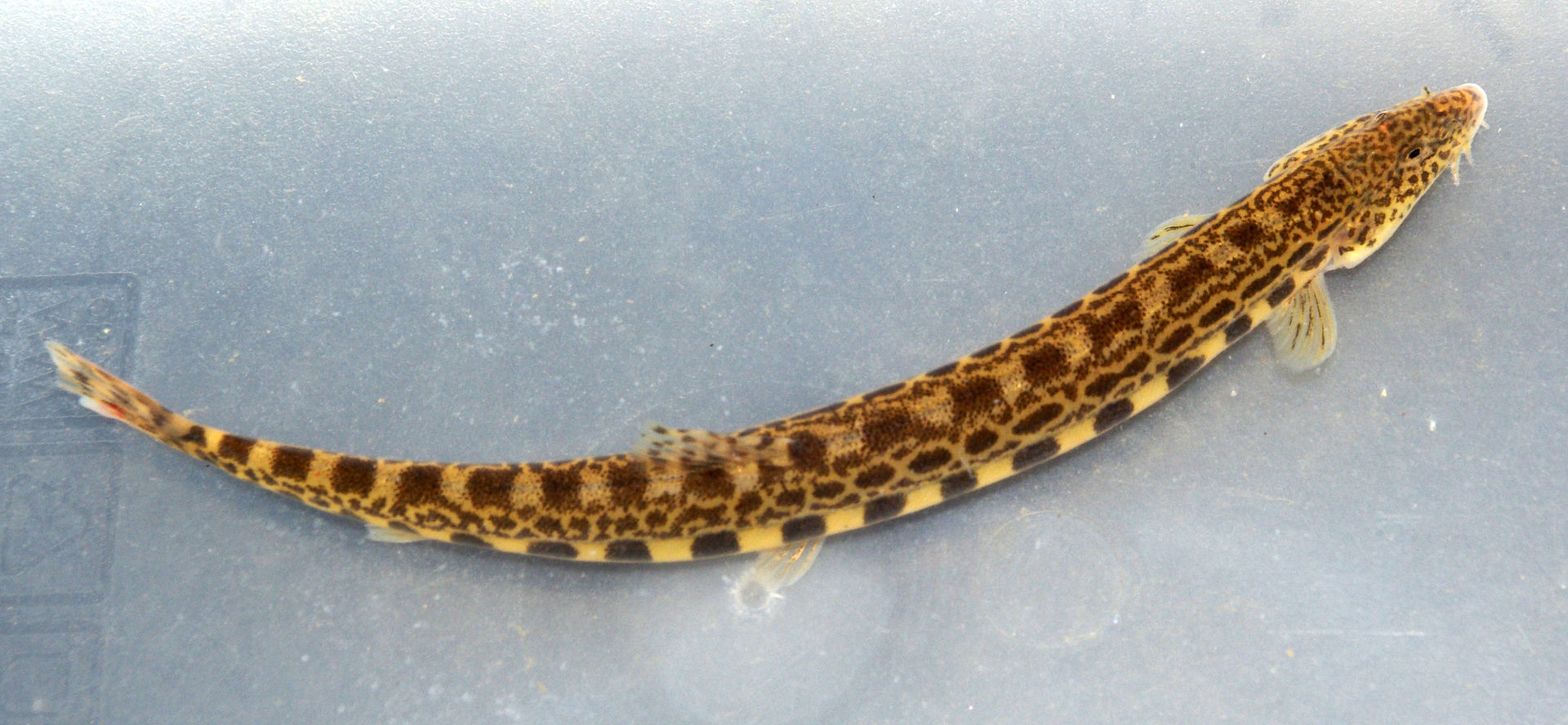 Lamprehuela, espadachina del río Guadarrama