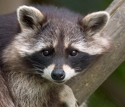 El mapache boreal, un animal todoterreno